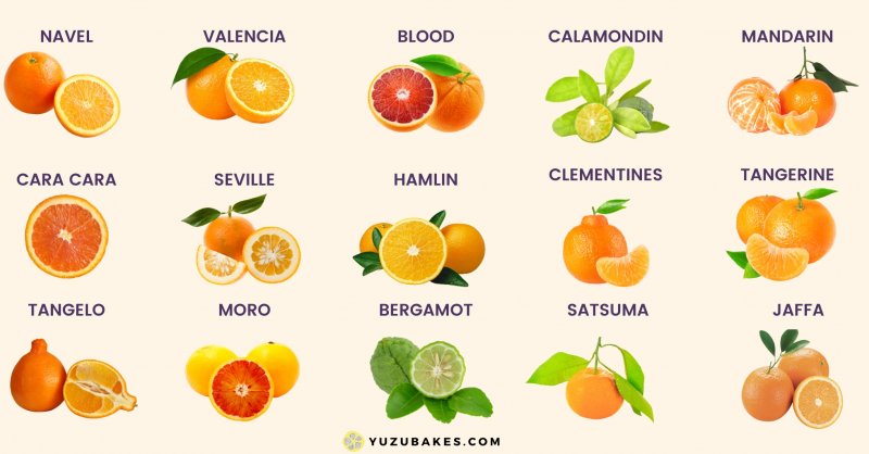 famous oranges