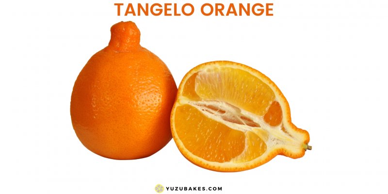 Orange Varieties 5 Orange Varieties You Must Try Today